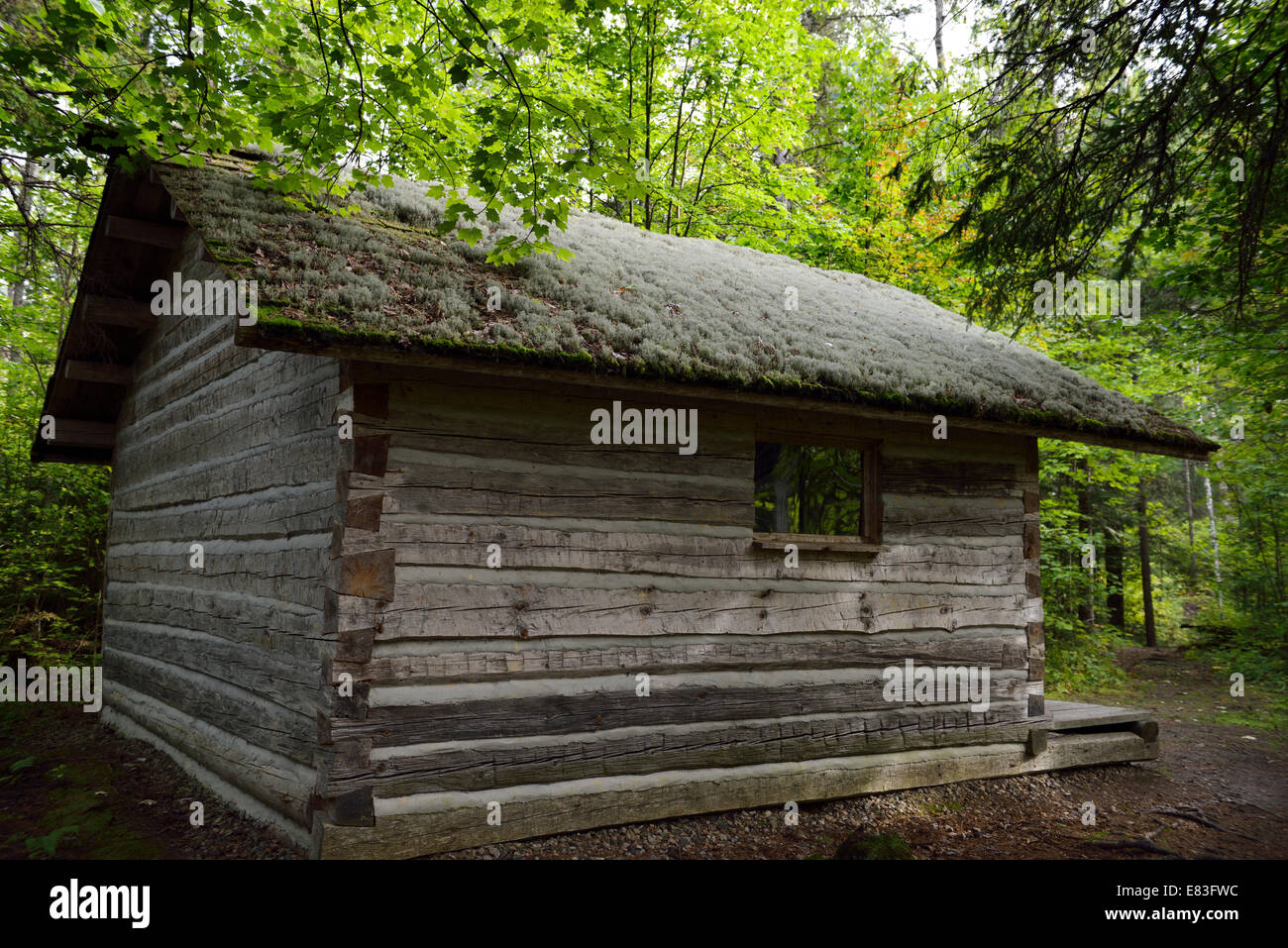 Moss covered roof of historic log cabin at Eau Claire Gorge ...