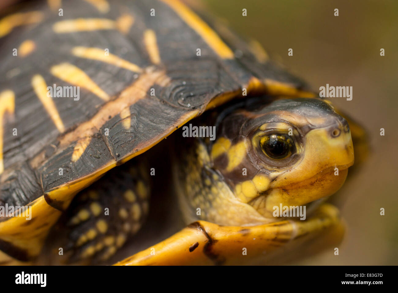 A juvenile Florida box turtle - Terrapene carolina bauri Stock Photo ...