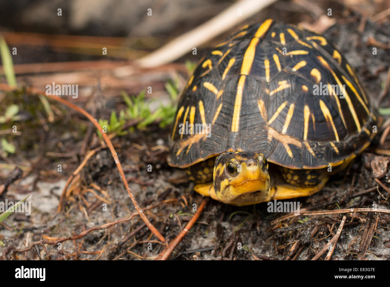 A juvenile Florida box turtle - Terrapene carolina bauri Stock Photo ...