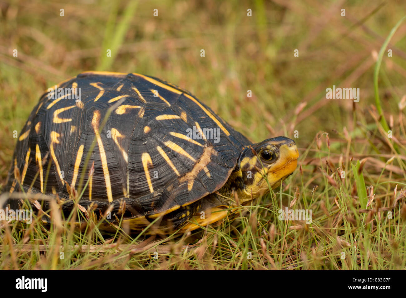 A juvenile Florida box turtle - Terrapene carolina baurij Stock Photo ...