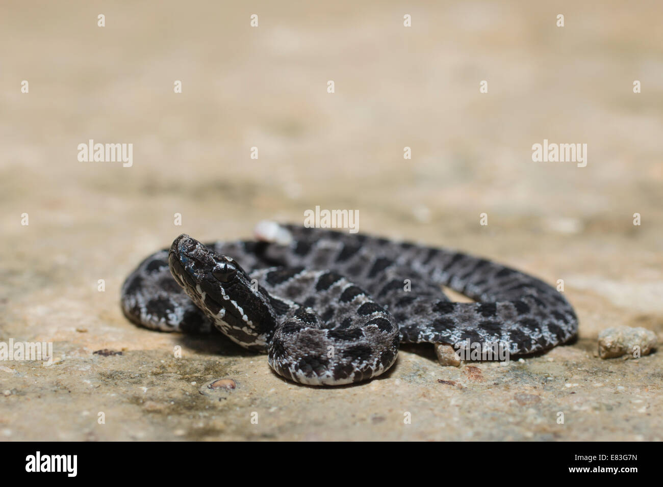 Dusky pygmy rattlesnake (Sistrurus miliarius barbouri) on a clay road ...