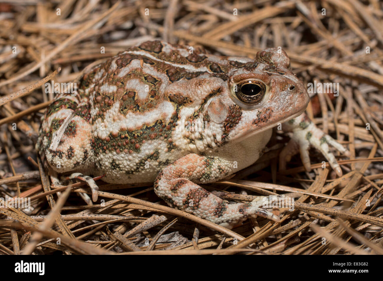 Fowler's toad - Anaxyrus fowleri Stock Photo - Alamy