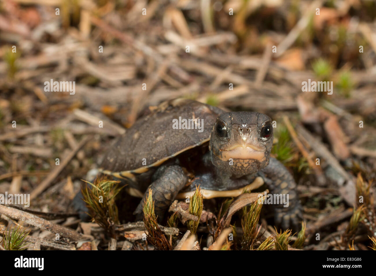 Baby eastern box turtle - Terrapene carolina carolina Stock Photo - Alamy