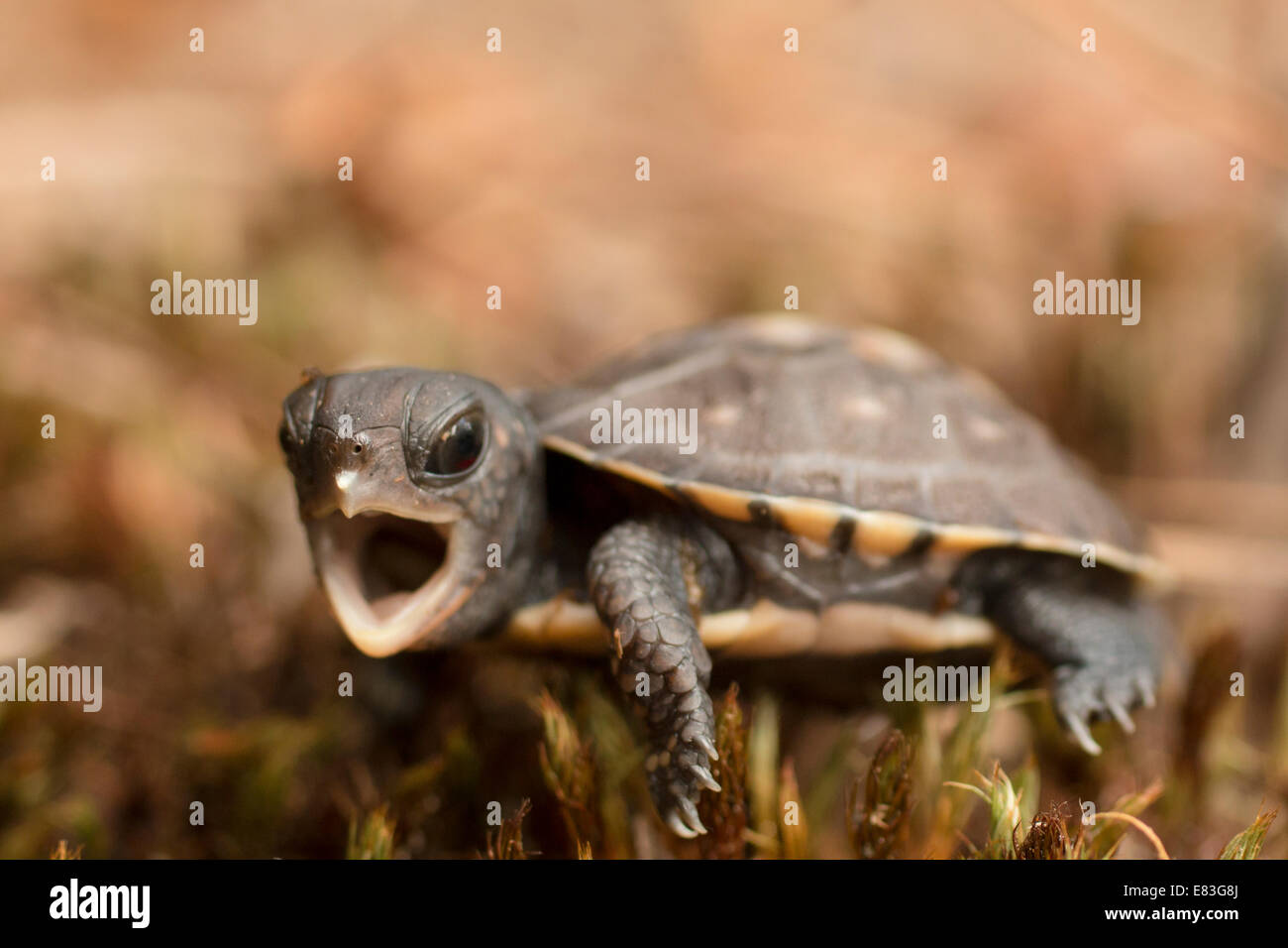 Yawning baby box turtle - Terrapene carolina carolina Stock Photo - Alamy