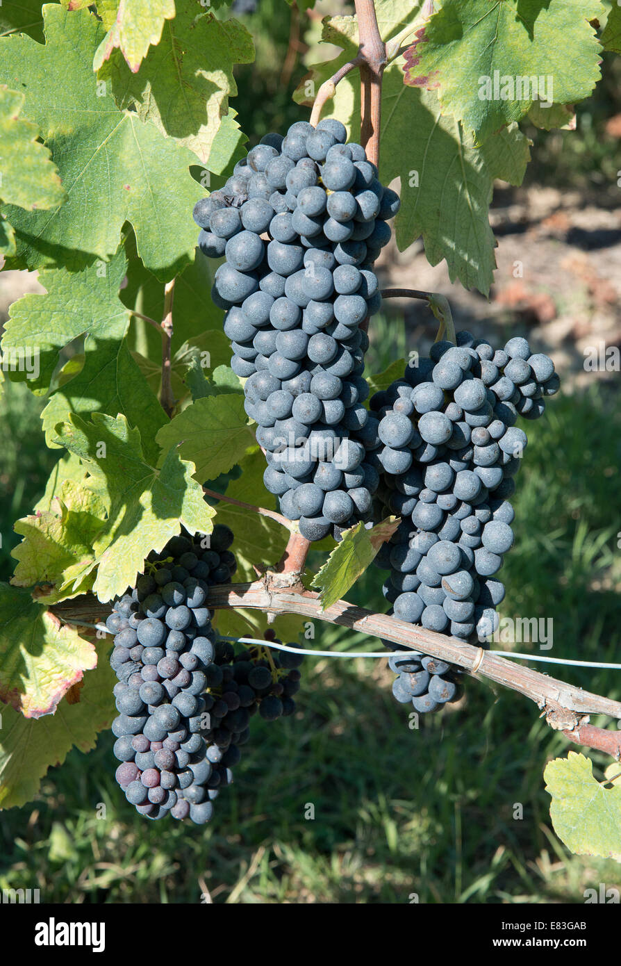 Nebbiolo Grapes High Resolution Stock Photography and Images - Alamy