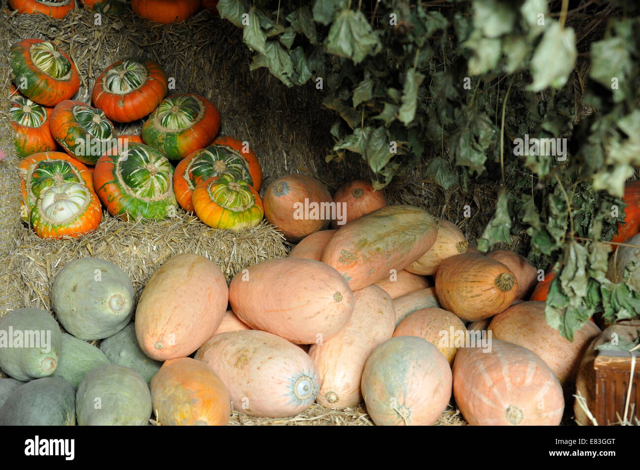 Market stall with squash assortment of various shapes and sizes Stock ...