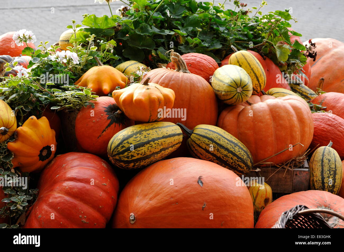 Market stall with squash assortment of various shapes and sizes Stock ...