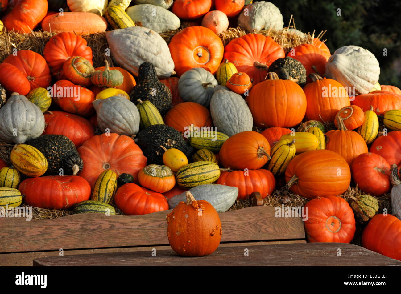 Market stall with squash assortment of various shapes and sizes Stock ...