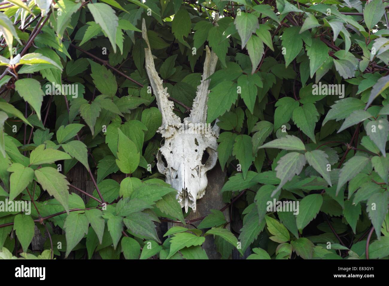 stag skull with antlers Stock Photo - Alamy