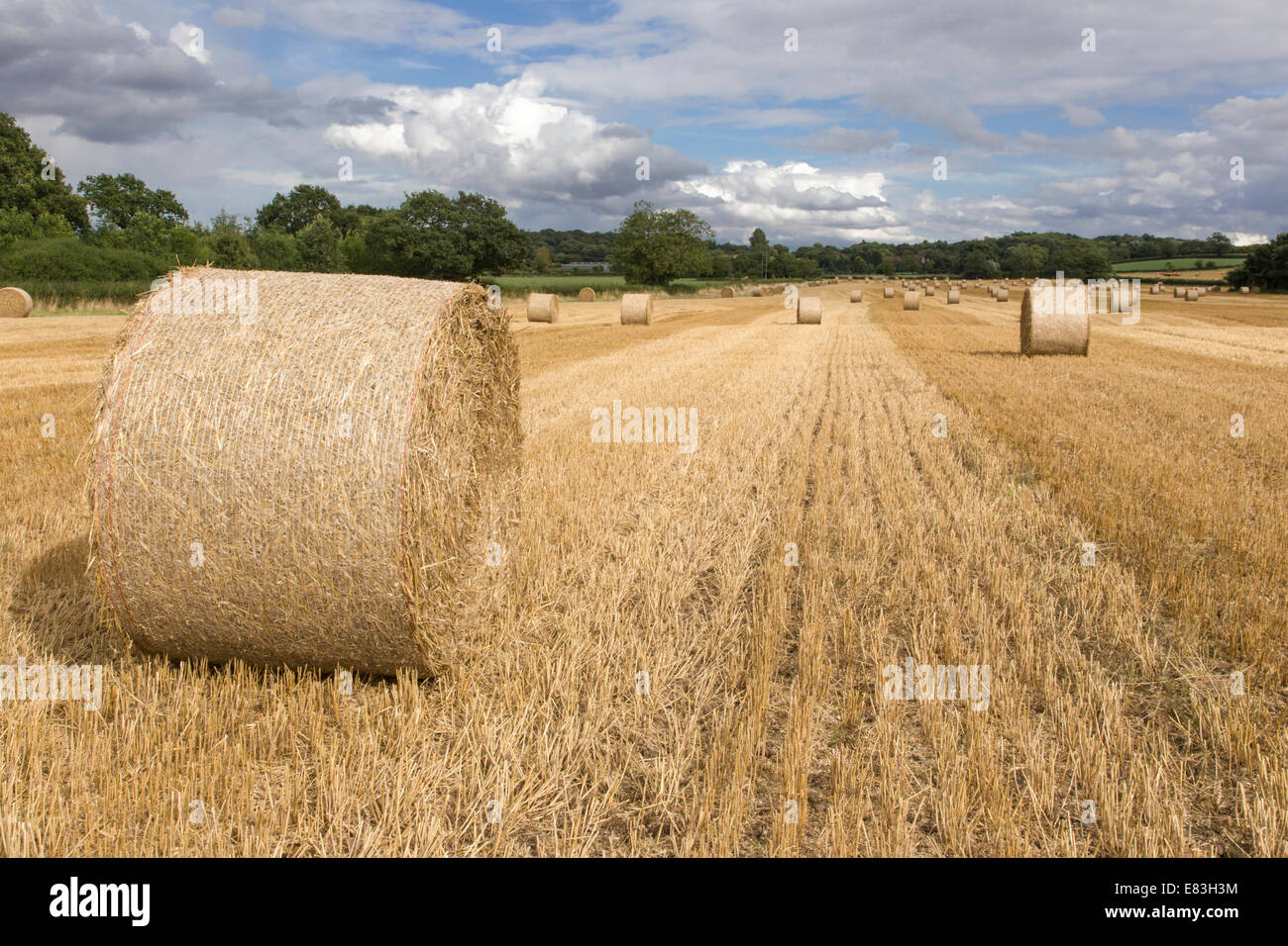 Hay bails, England, UK Stock Photo - Alamy