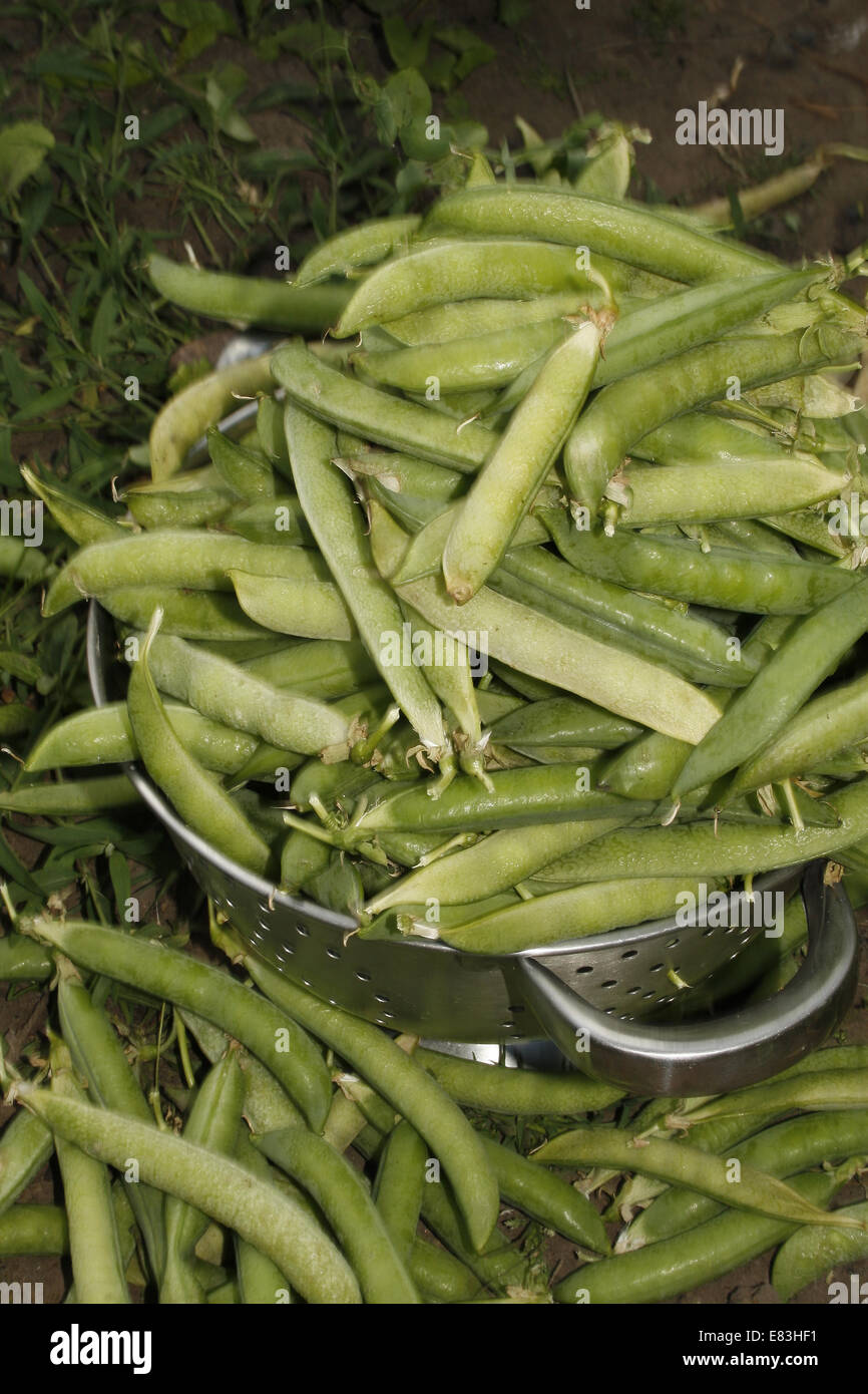 Hurst green shaft peas peas hi-res stock photography and images - Alamy