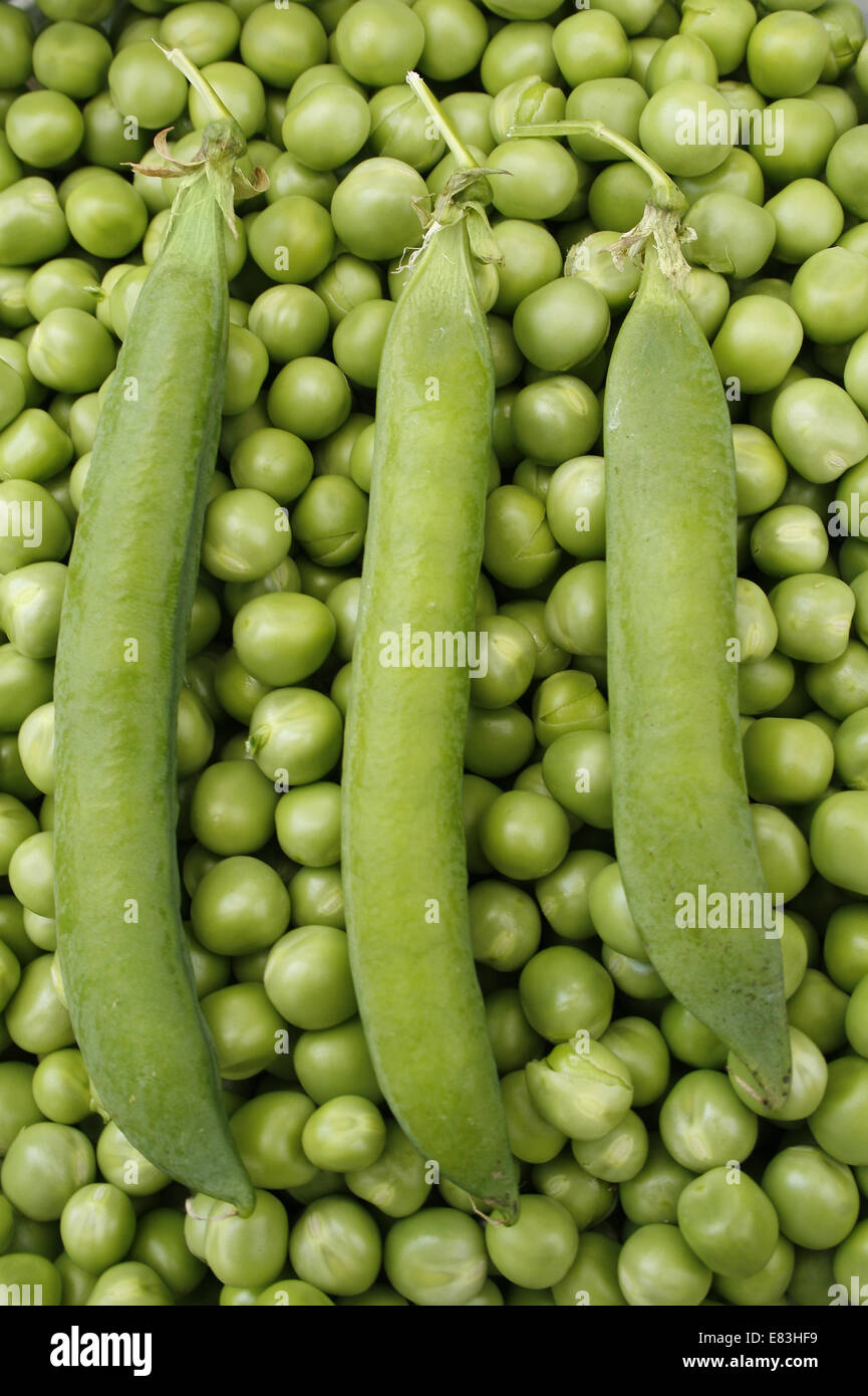 Pea 'Hurst Green Shaft' pods on bed of peas Pisum sativum Stock Photo ...