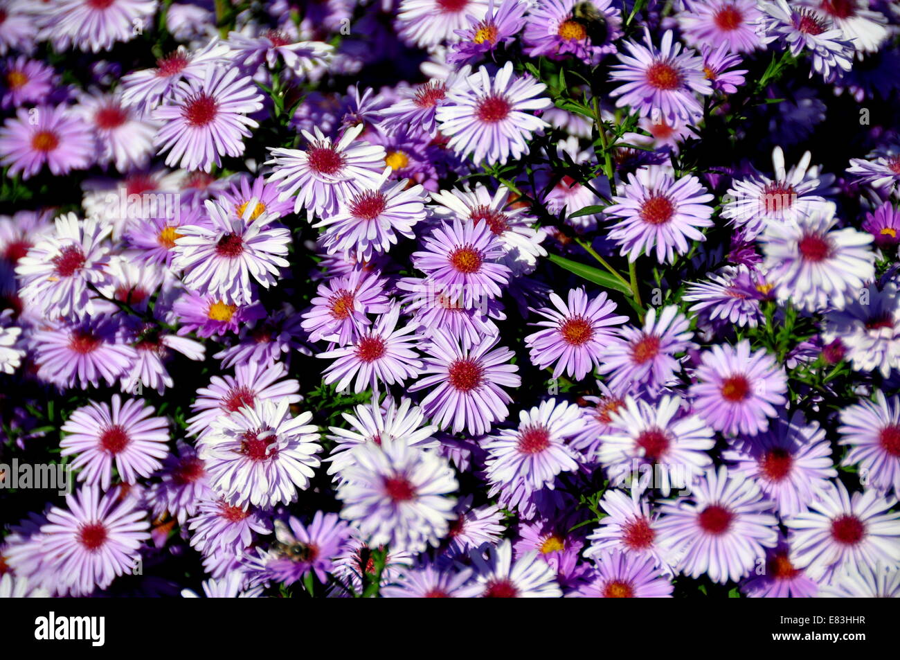 Wild asters hi-res stock photography and images - Alamy
