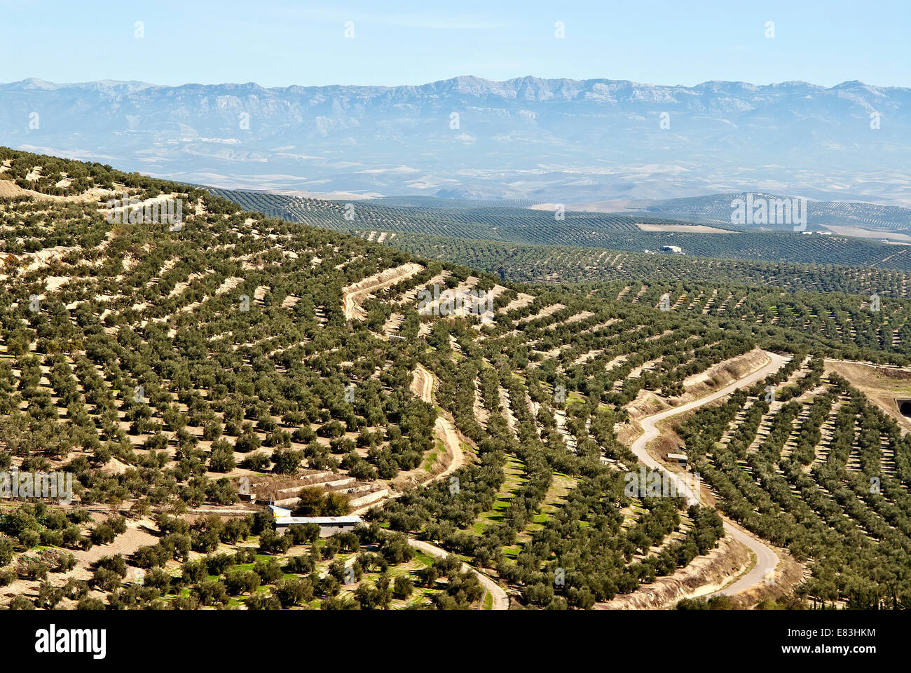 Olive oil industry in spain hi-res stock photography and images - Alamy