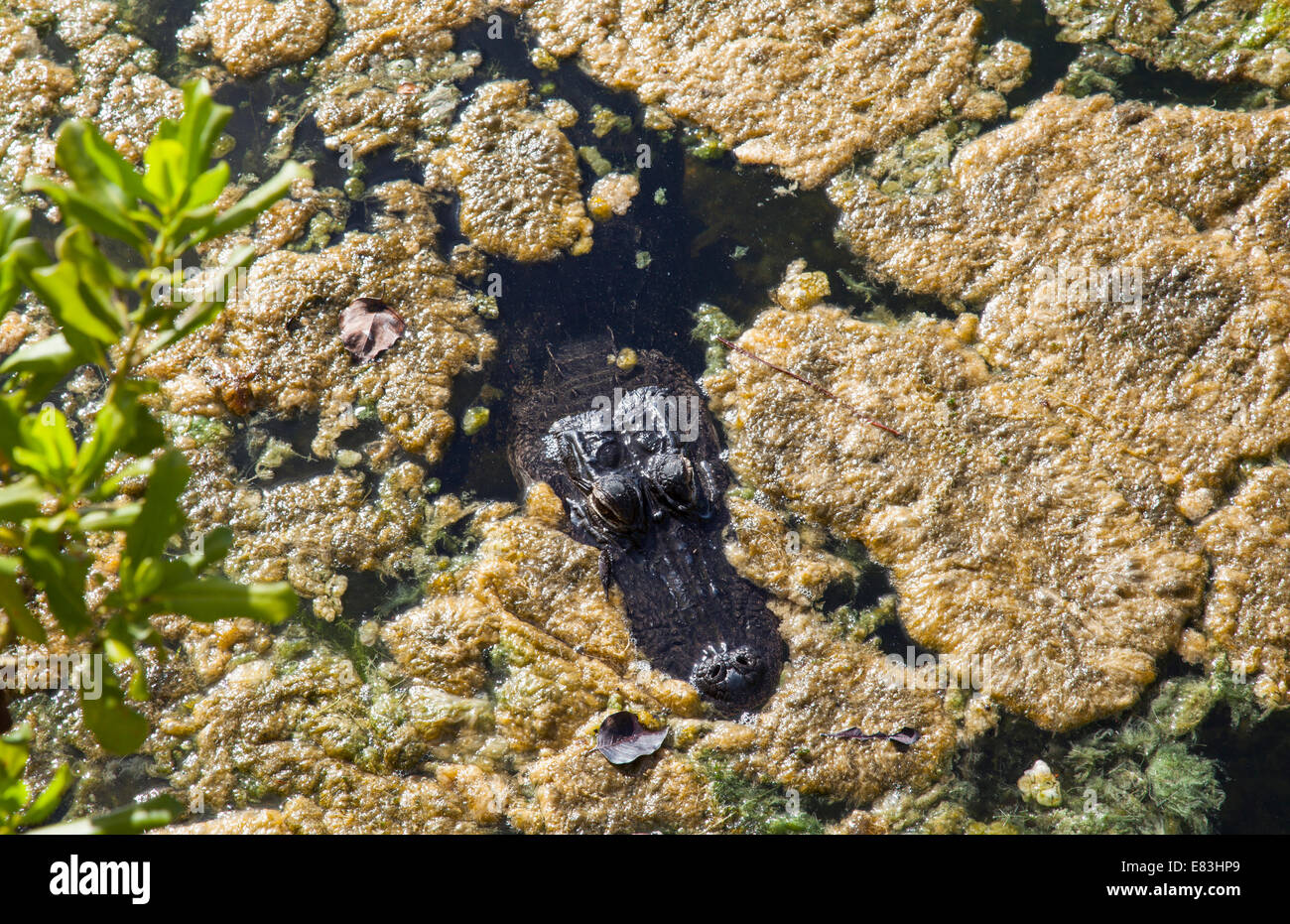 Alligator at Overlook at Blue Hole pond on Big Pine Key in the Florida ...