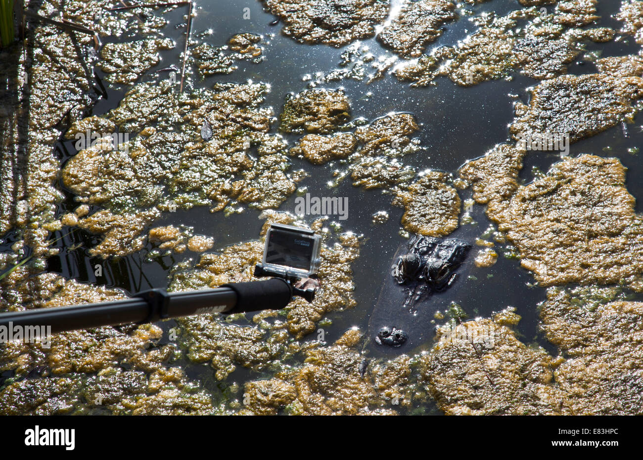 Alligator at Overlook at Blue Hole pond on Big Pine Key in the Florida ...