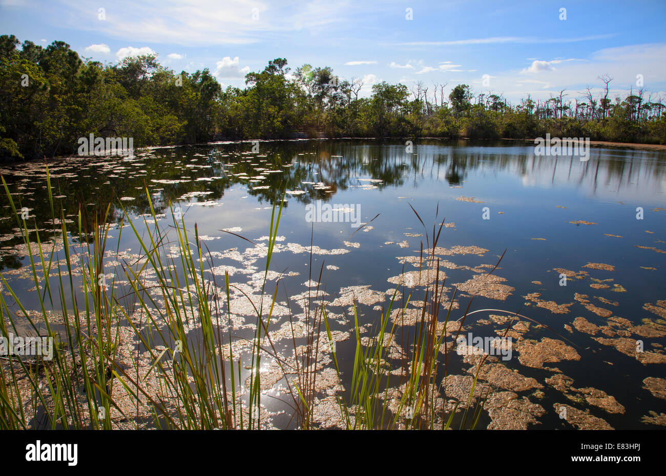 Big Pine Key, Florida High Resolution Stock Photography and Images - Alamy