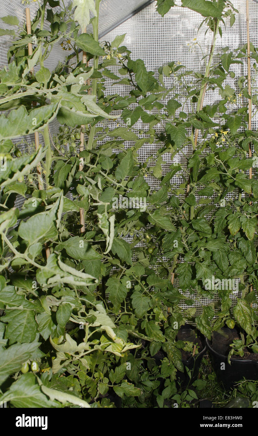 tomato plants growing in polytunnel greenhouse Solanum lycopersicum ...