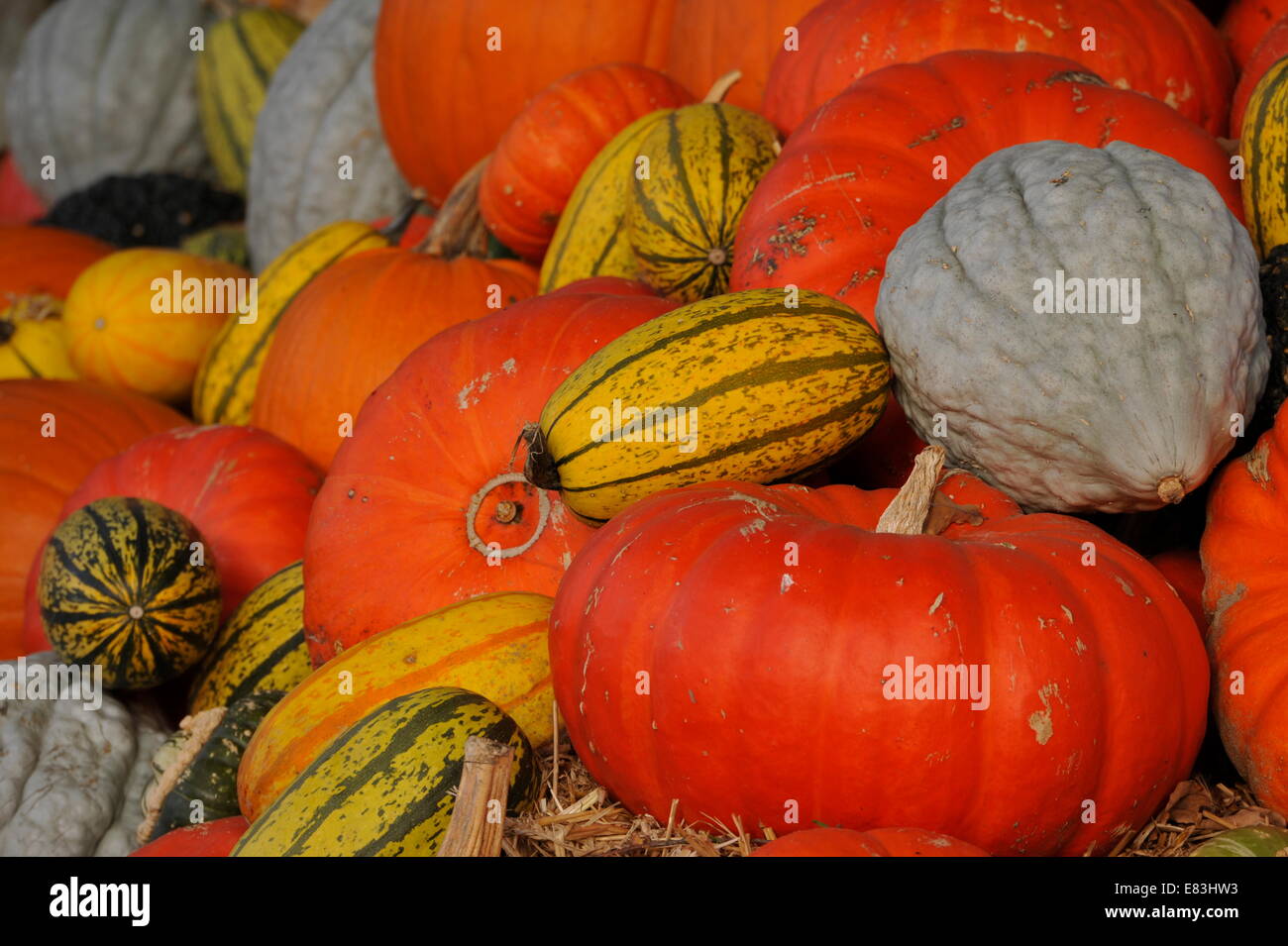 Market stall with squash assortment of various shapes and sizes Stock ...