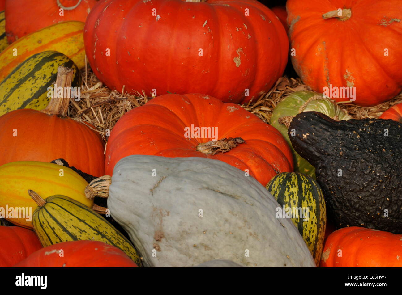 Market stall with squash assortment of various shapes and sizes Stock ...