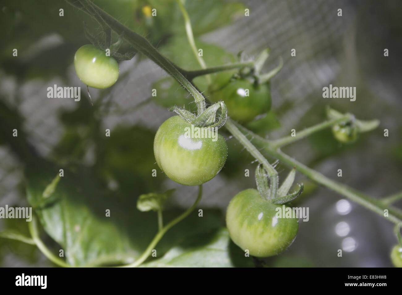 cherry tomato plants "Cerise" growing in polytunnel greenhouse Solanum ...