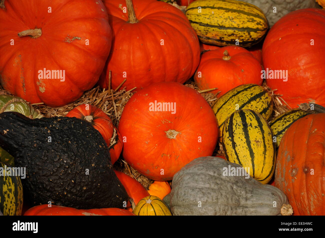 Market stall with squash assortment of various shapes and sizes Stock ...