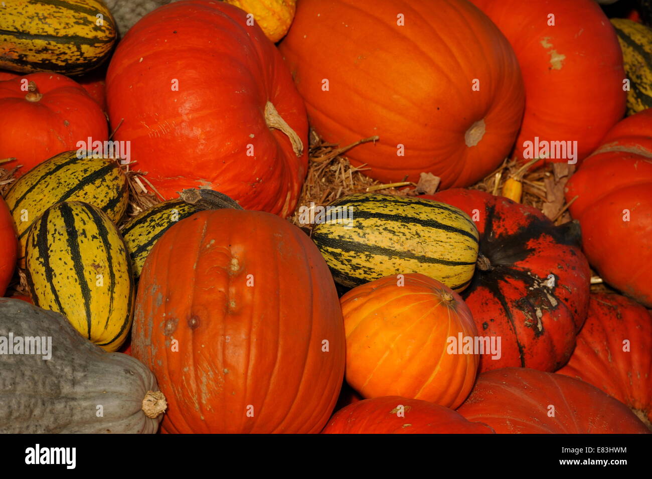 Market stall with squash assortment of various shapes and sizes Stock ...