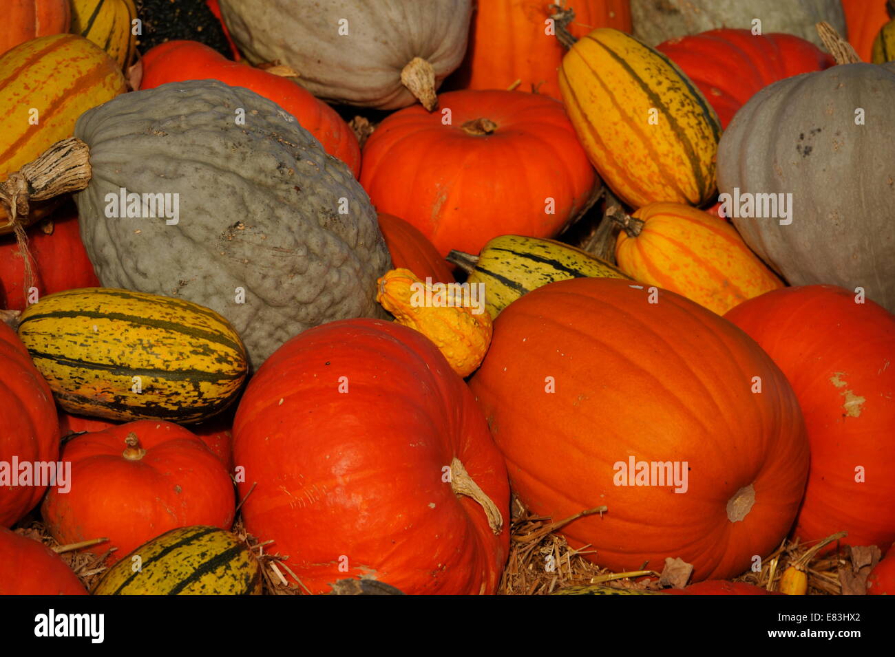 Market stall with squash assortment of various shapes and sizes Stock ...