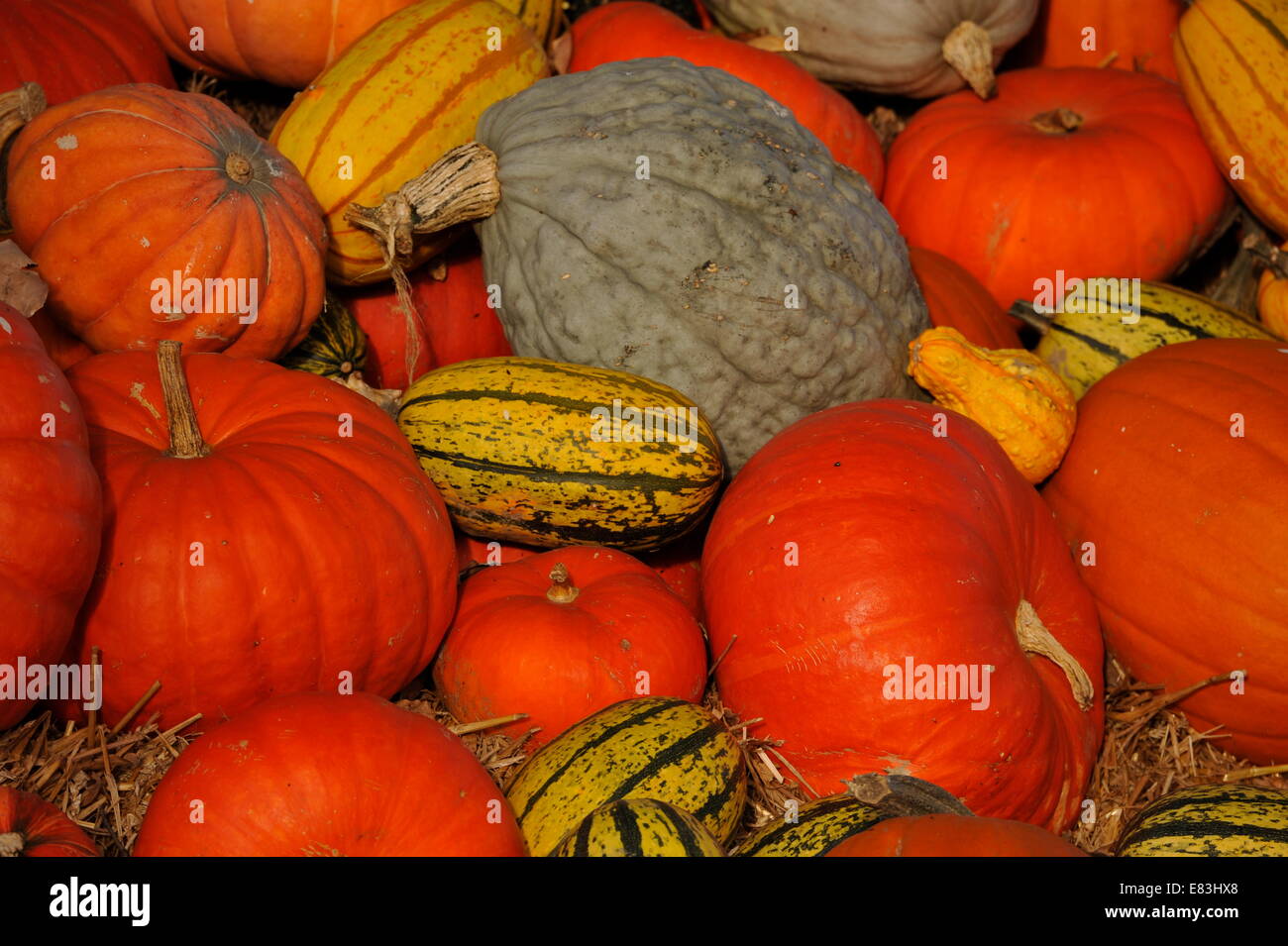 Market stall with squash assortment of various shapes and sizes Stock ...