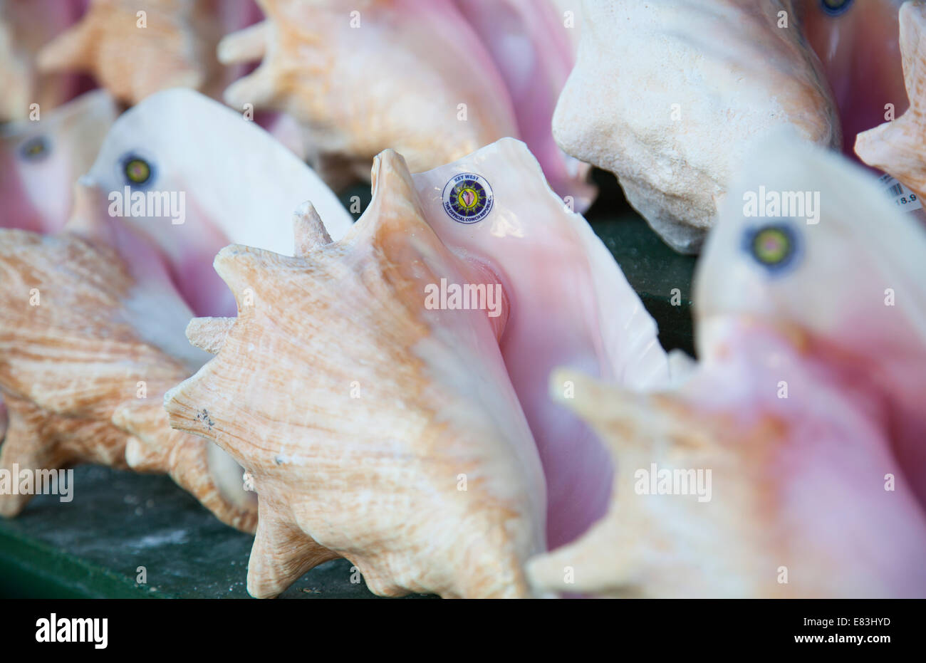 Conch Shells Souvenirs High Resolution Stock Photography and Images - Alamy