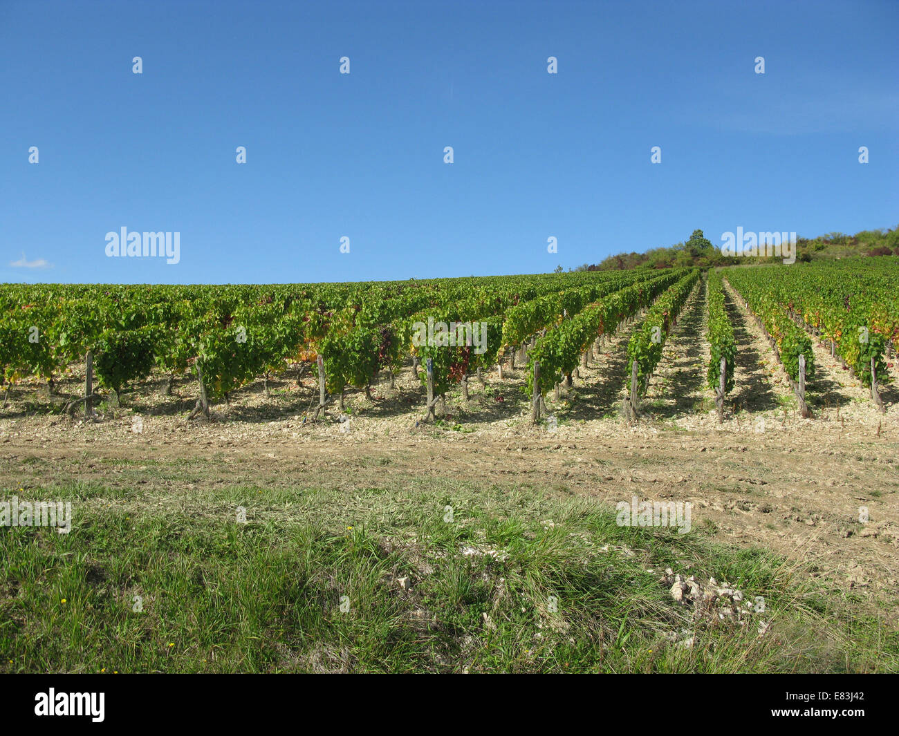 Chablis in Burgundy Region of France vineyard Stock Photo - Alamy