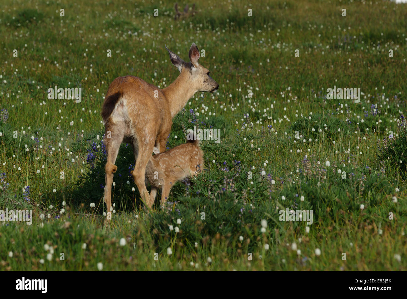 Baby deer feeding hi-res stock photography and images - Alamy