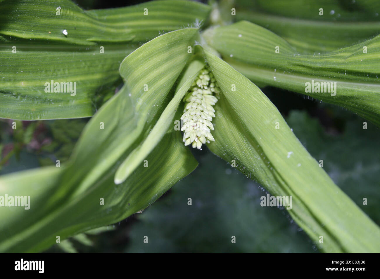 Corn tassels hi-res stock photography and images - Alamy