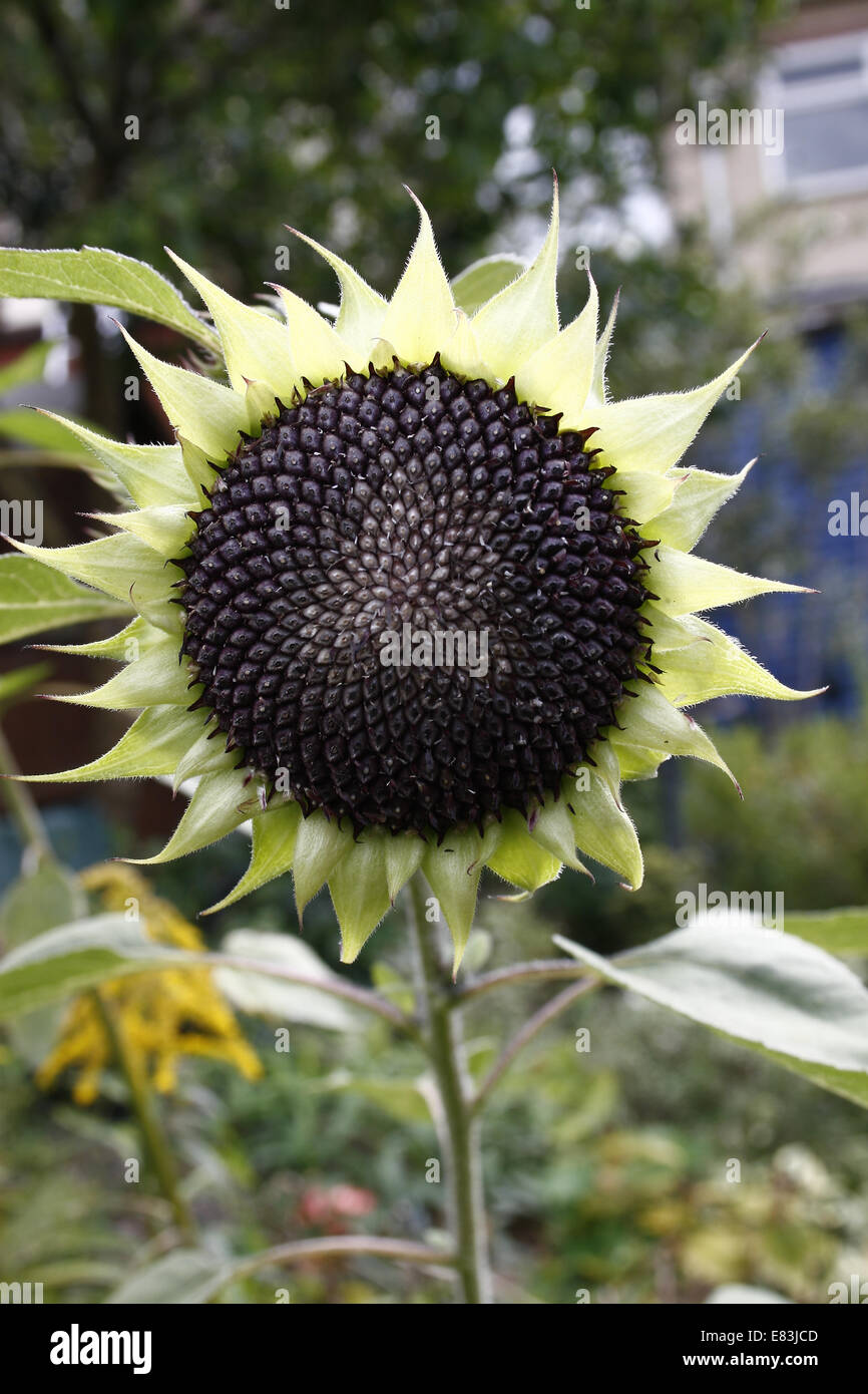 sunflower head filled with seeds in garden Stock Photo - Alamy