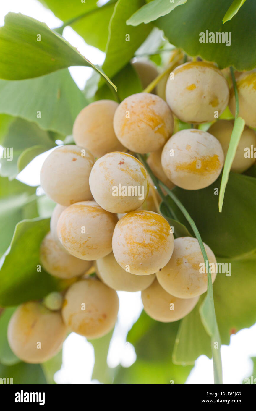 Mature ginkgo ovules and leaves (Ginkgo biloba) - USA Stock Photo - Alamy