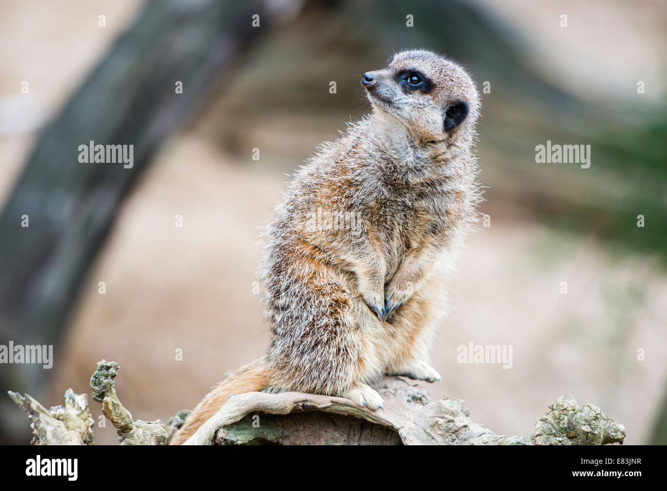 Mongoose jungle hi-res stock photography and images - Alamy