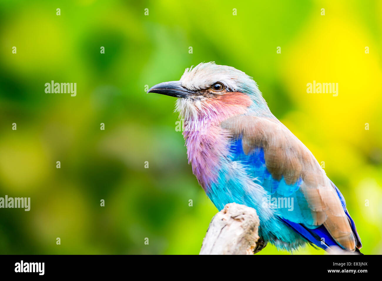 Lilac Breasted Roller birds are distributed in Saharan Africa and the ...