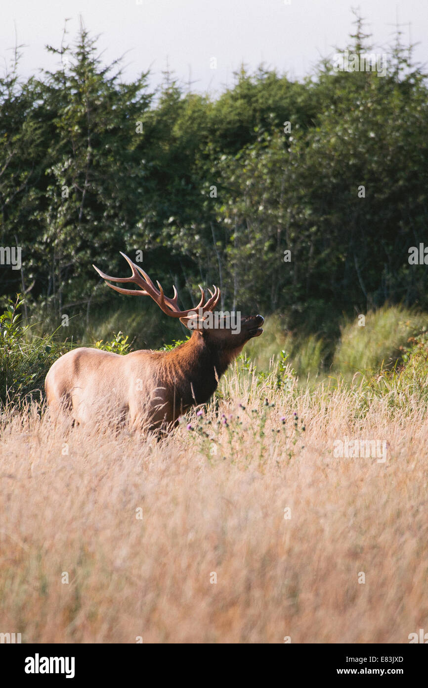 Elk in prairie creek redwoods state park Stock Photo - Alamy