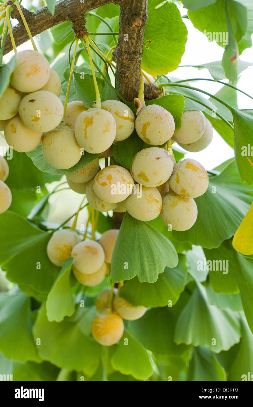 Mature ginkgo ovules and leaves (Ginkgo biloba) - USA Stock Photo - Alamy