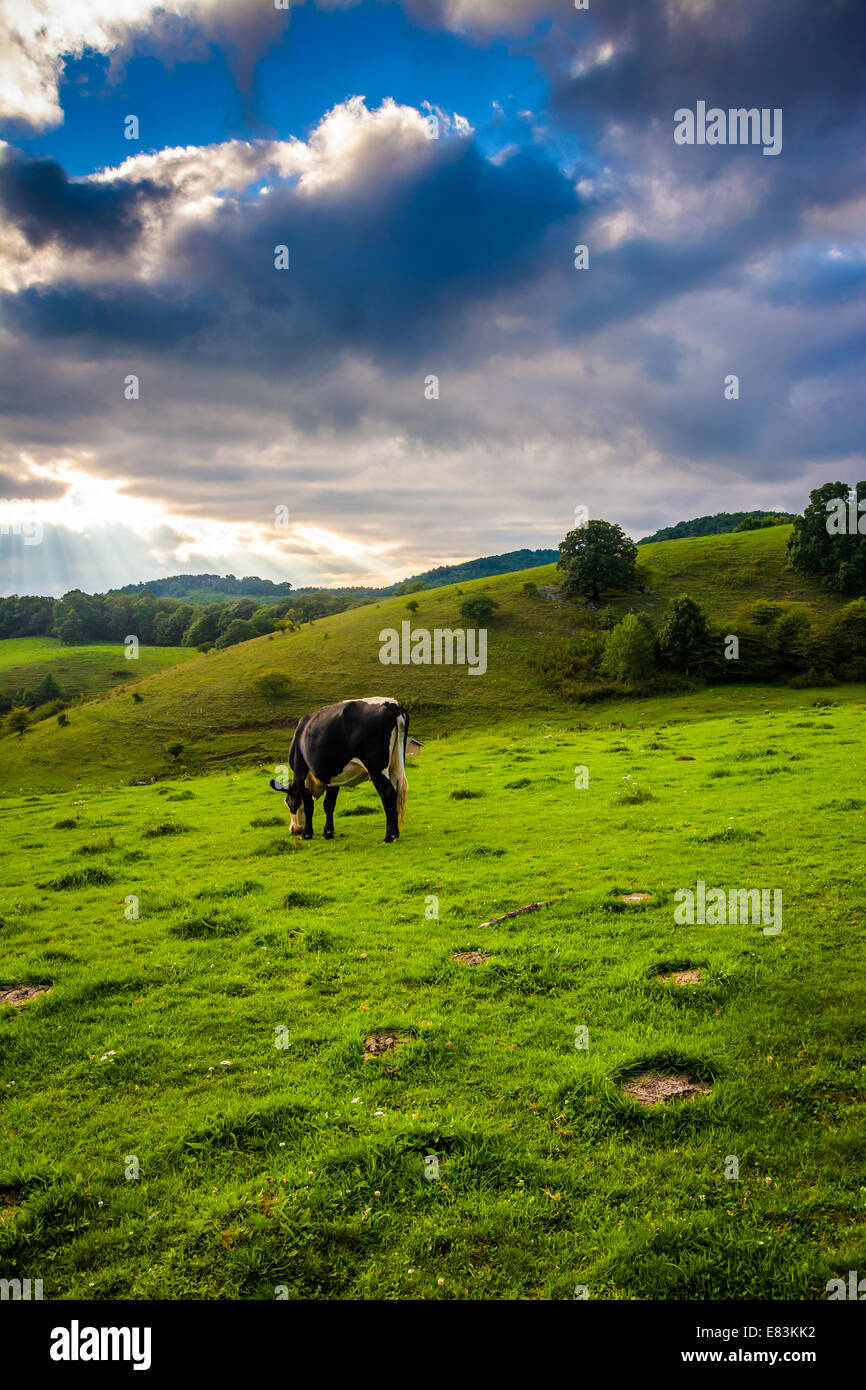 Cow in a field at Moses Cone Park on the Blue Ridge Parkway in North ...