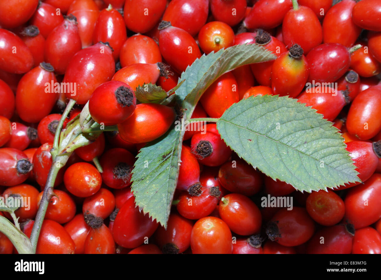 image of rose hips harvested from garden rosa Stock Photo - Alamy