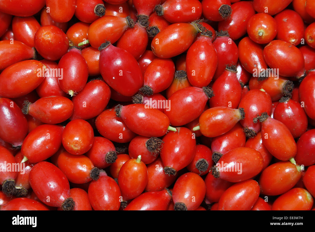 image of rose hips harvested from garden rosa Stock Photo - Alamy