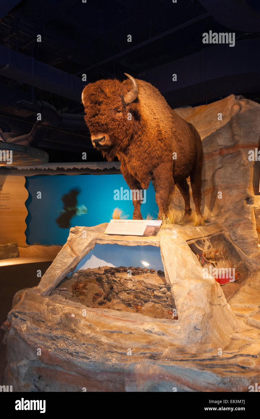 Bison exhibit hi-res stock photography and images - Alamy
