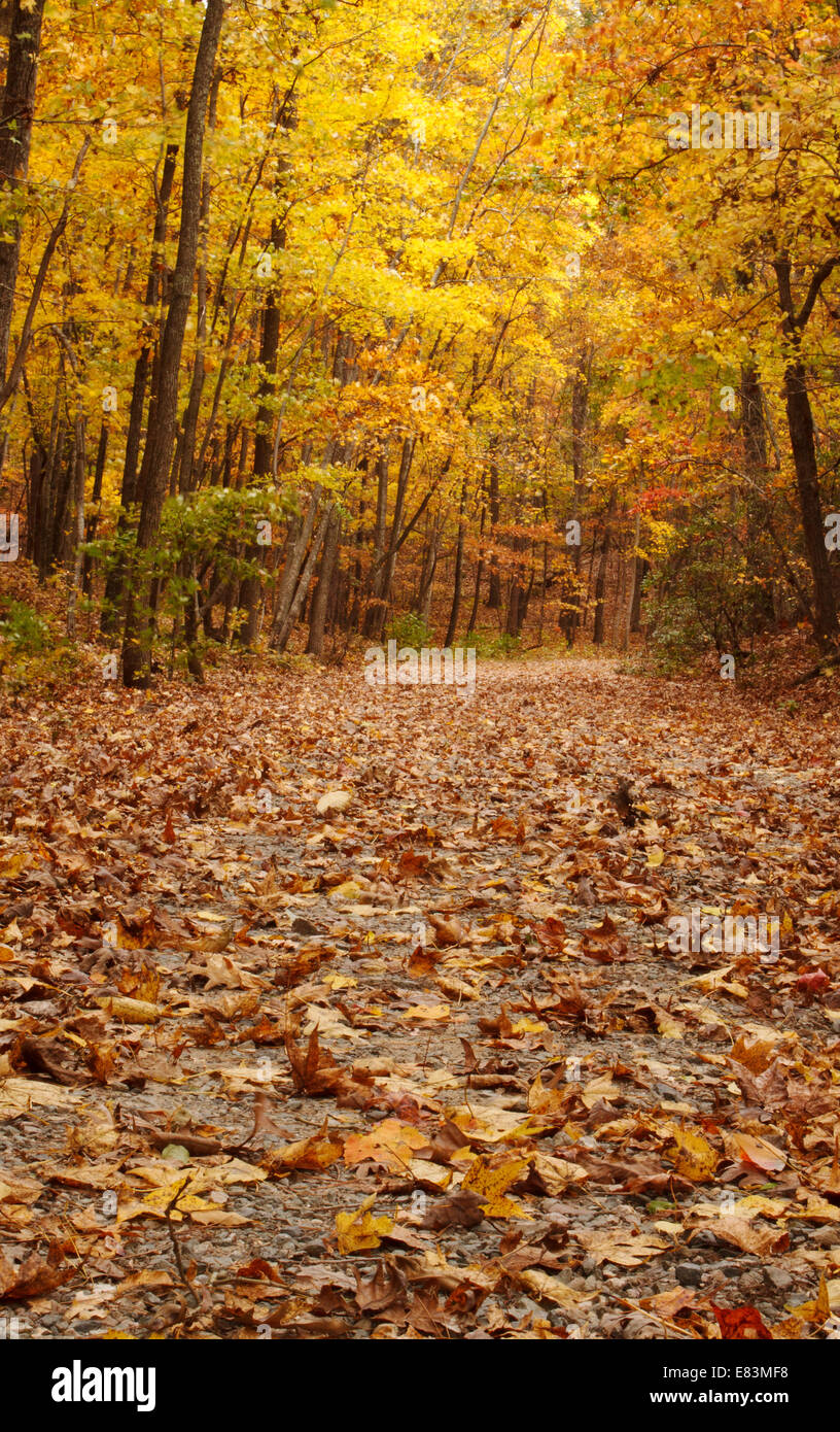 Autumn Trail in Woods Stock Photo - Alamy