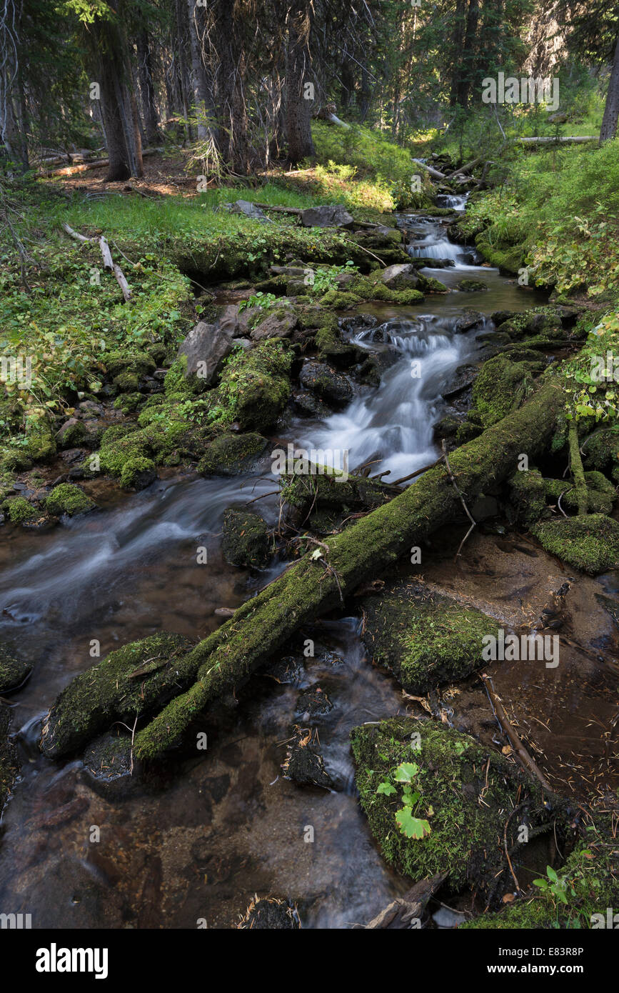 Stream flowing through a forest in the Wallowa Mountains of Oregon ...