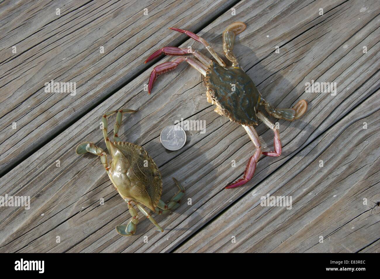 Jul. 06, 2007 - Photo Credit: Ed Walker.Caption: Small crabs like the ...