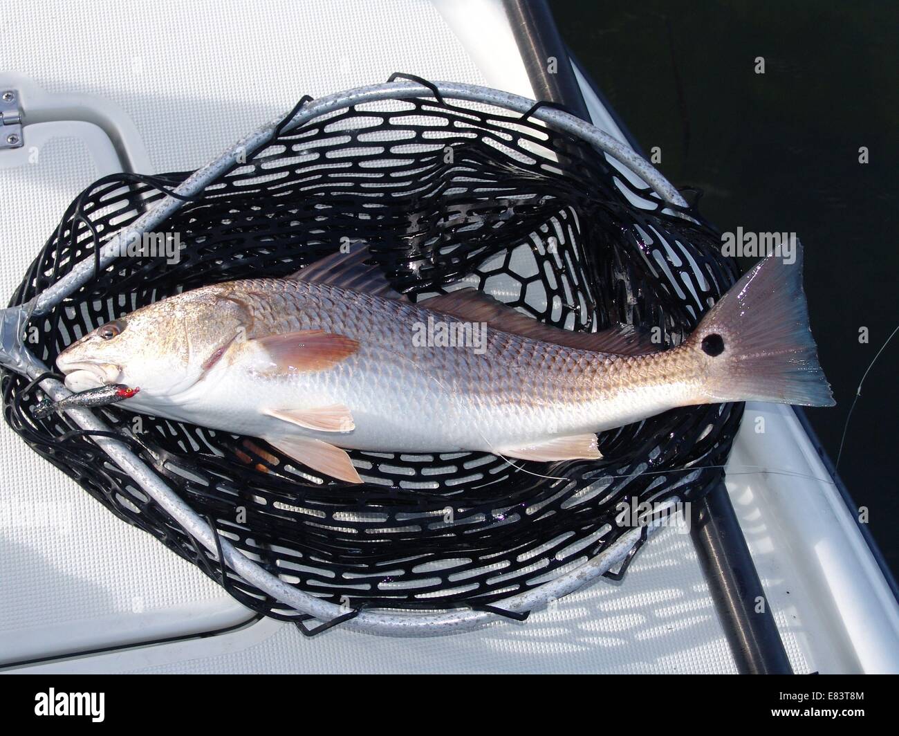 Nov. 13, 2007 - 298428 HO WINTIDE SPO Description Photos for David A ...