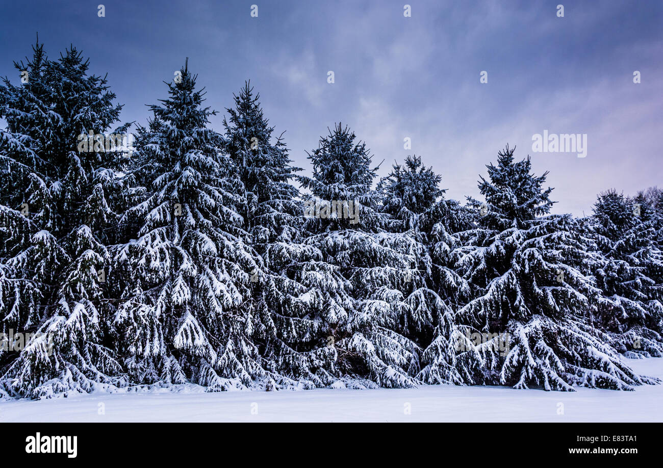 Snow-covered pine trees in rural Carroll County, Maryland Stock Photo ...