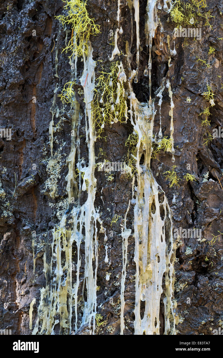 Dripping tree sap hi-res stock photography and images - Alamy