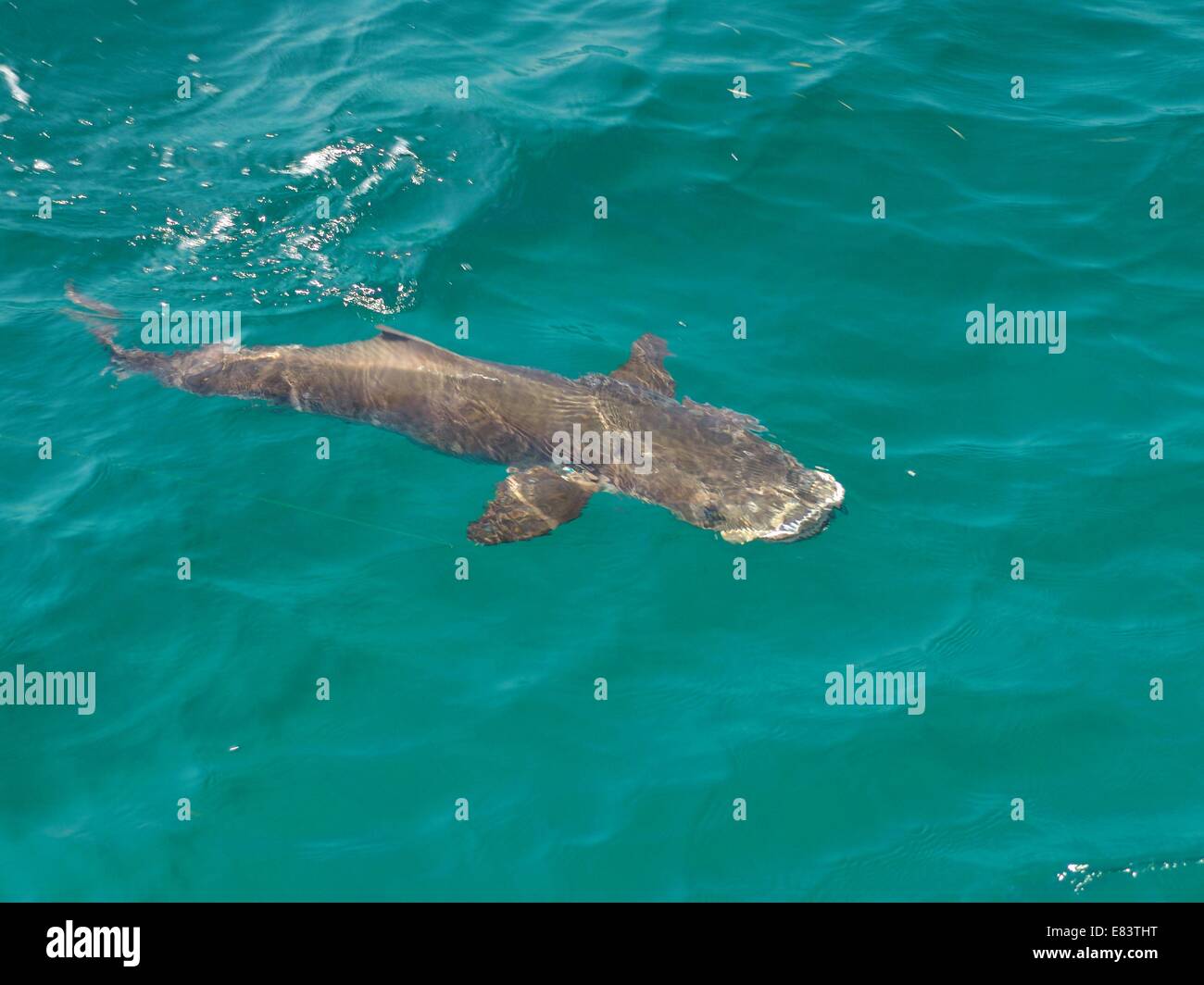 Pinfish hi-res stock photography and images - Alamy